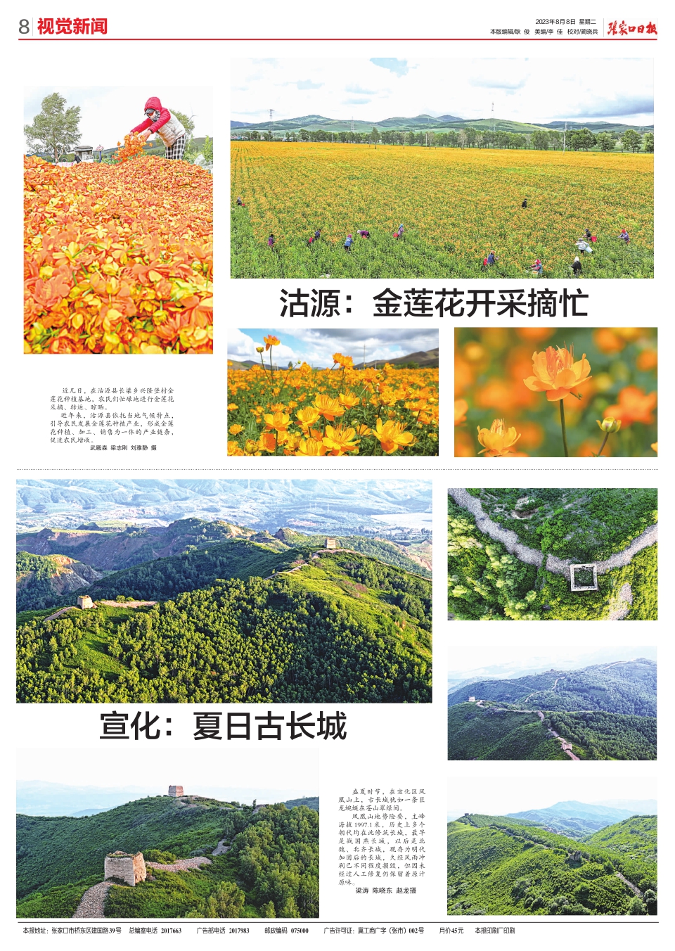 沽源：金莲花开采摘忙--08视觉新闻--2023-08-08--张家口日报